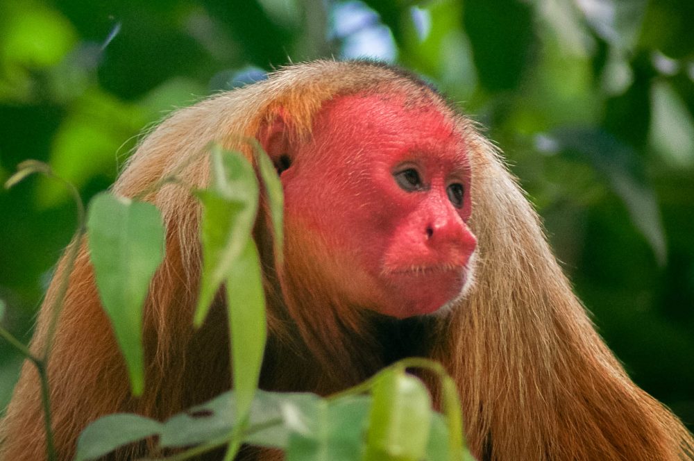 Red-Faced and Radiant: this primate judges your pallor and finds you ...